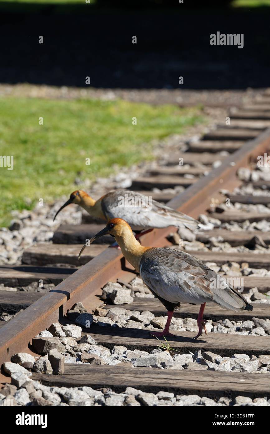 Nido ibis hi-res stock photography and images - Alamy