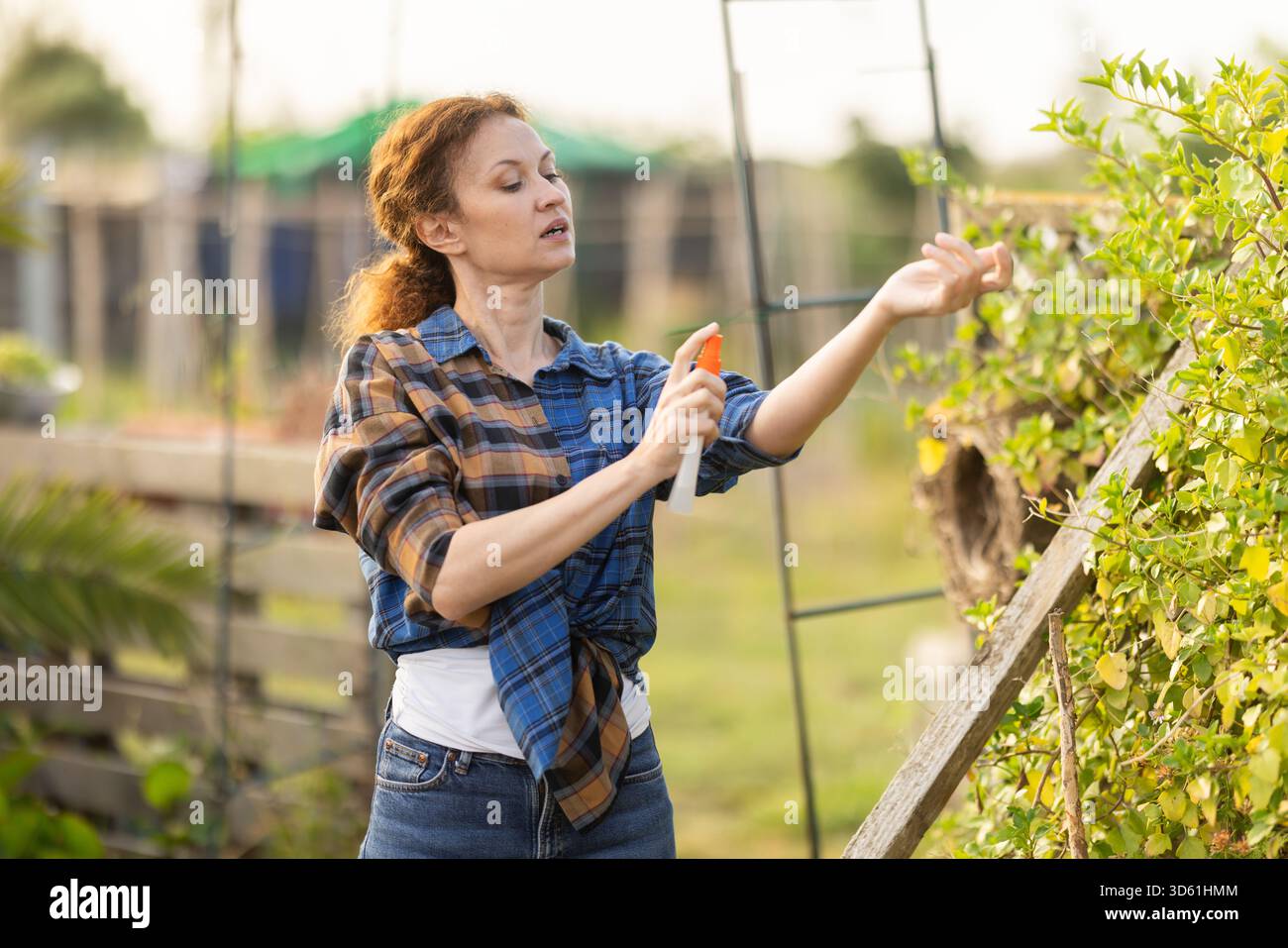 Using mosquito repellent - woman applying mosquito repellent to skin ...