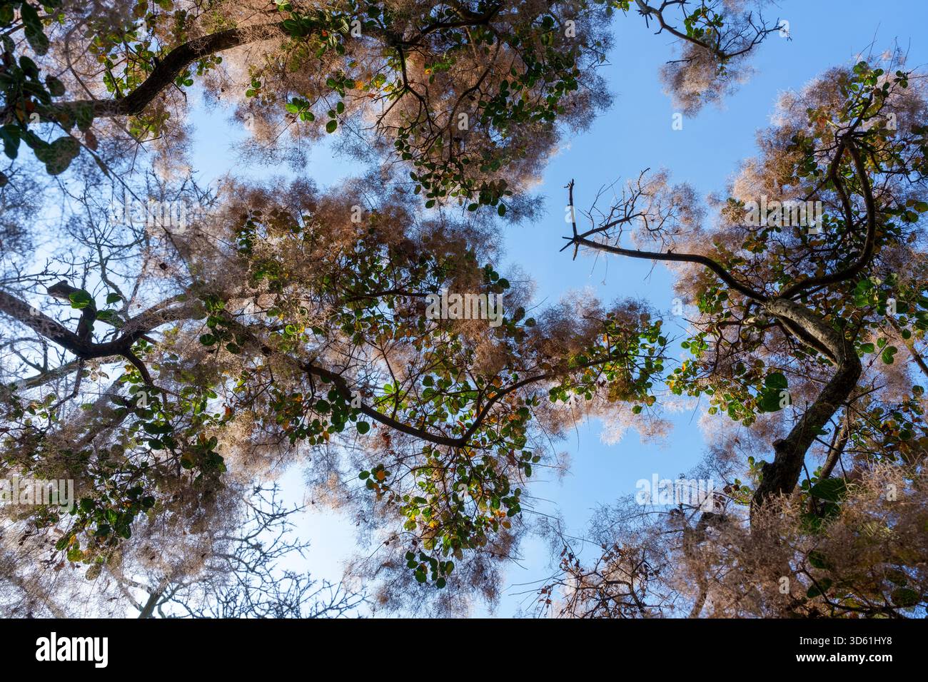 Looking up into the seed plumes of common smoketree branches forming a ...