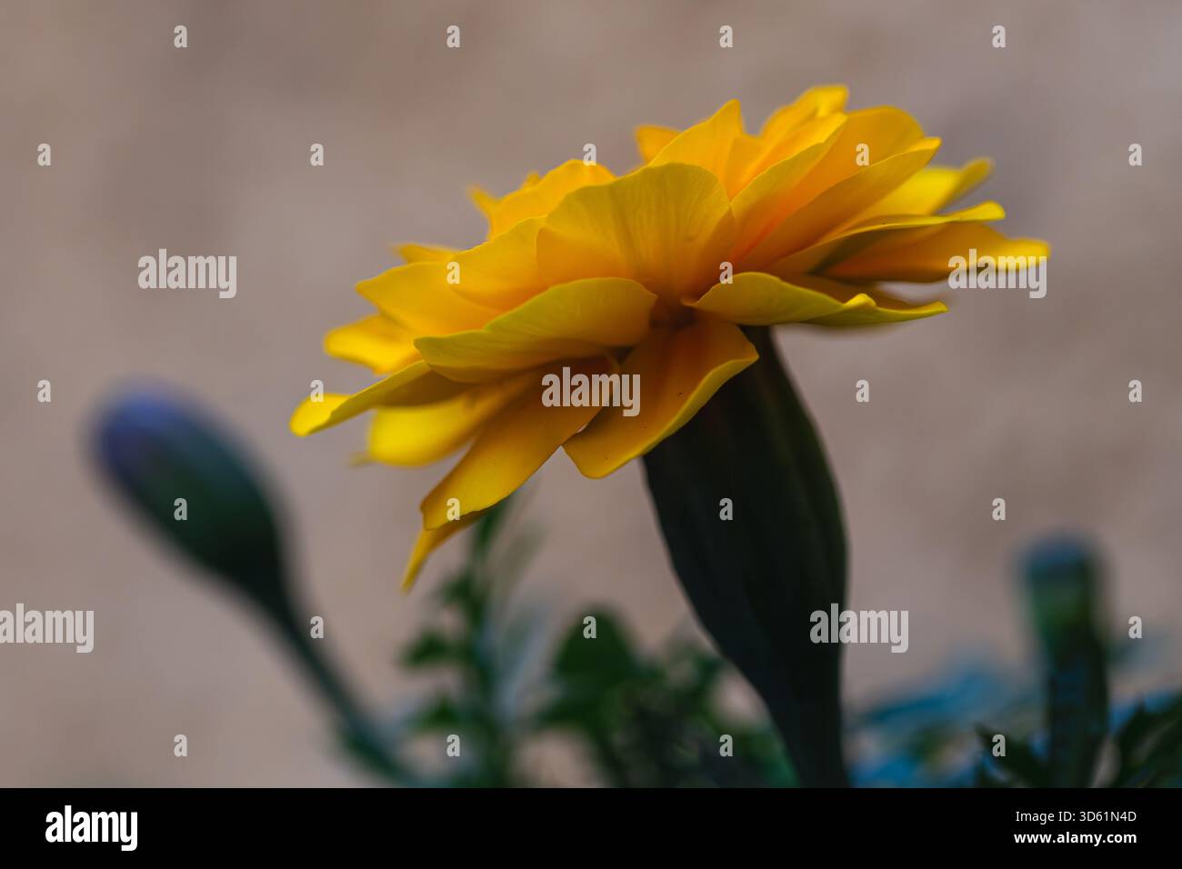 A detailed macro photograph showing the profile side view of a blooming ...