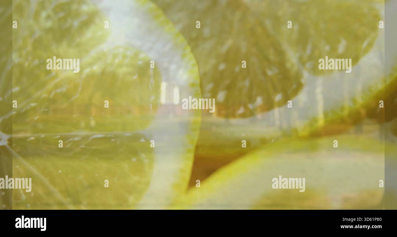 Showing translucent sliced lemons dominating frame at park, revealing ...