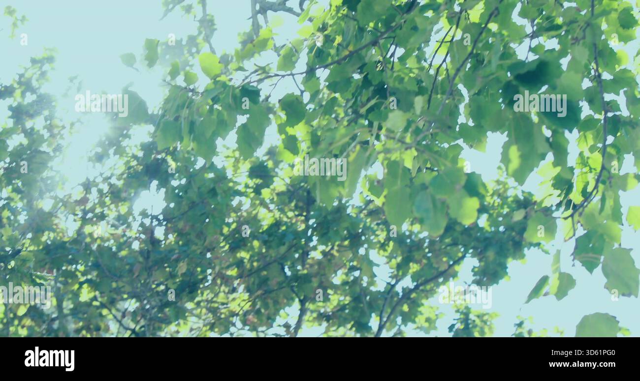 Capturing broad green leaves hi-res stock photography and images - Alamy