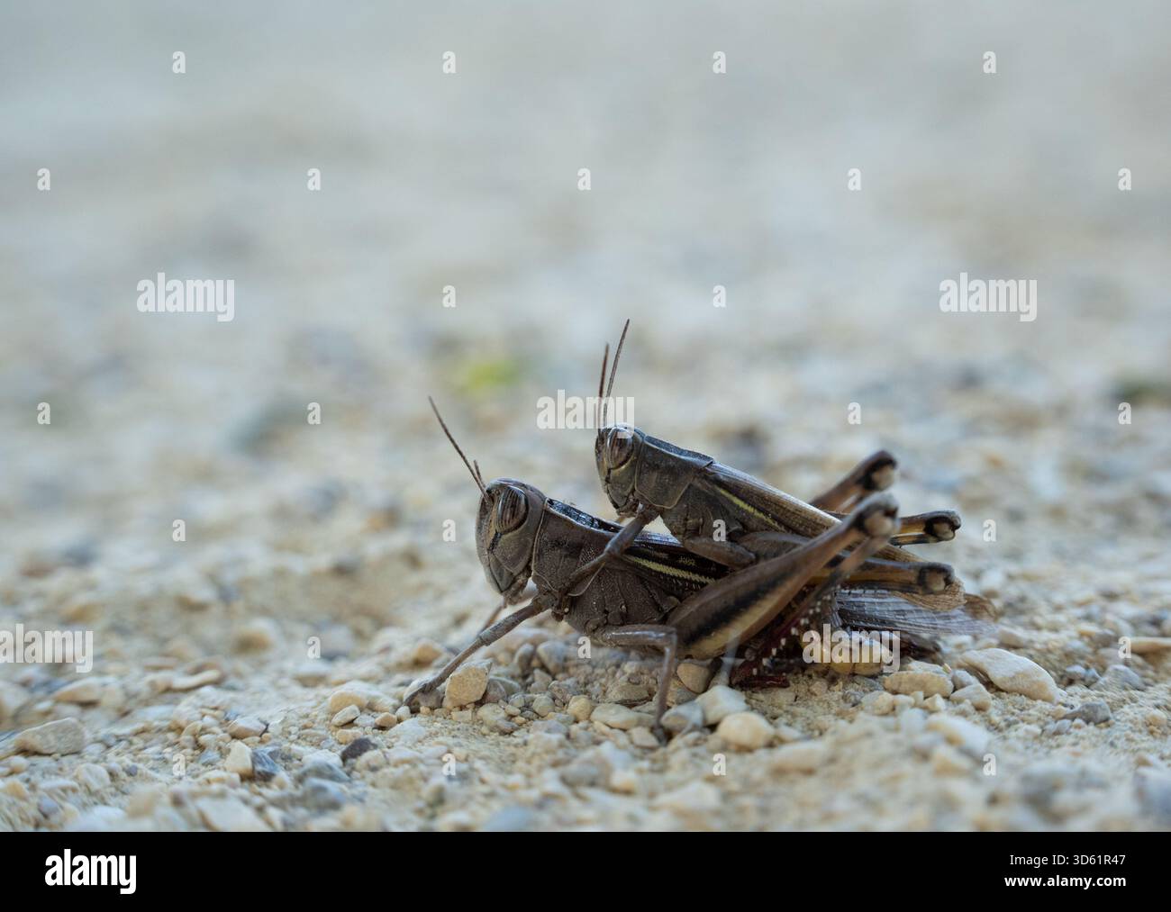Two mating grasshoppers on rocky ground Stock Photo - Alamy