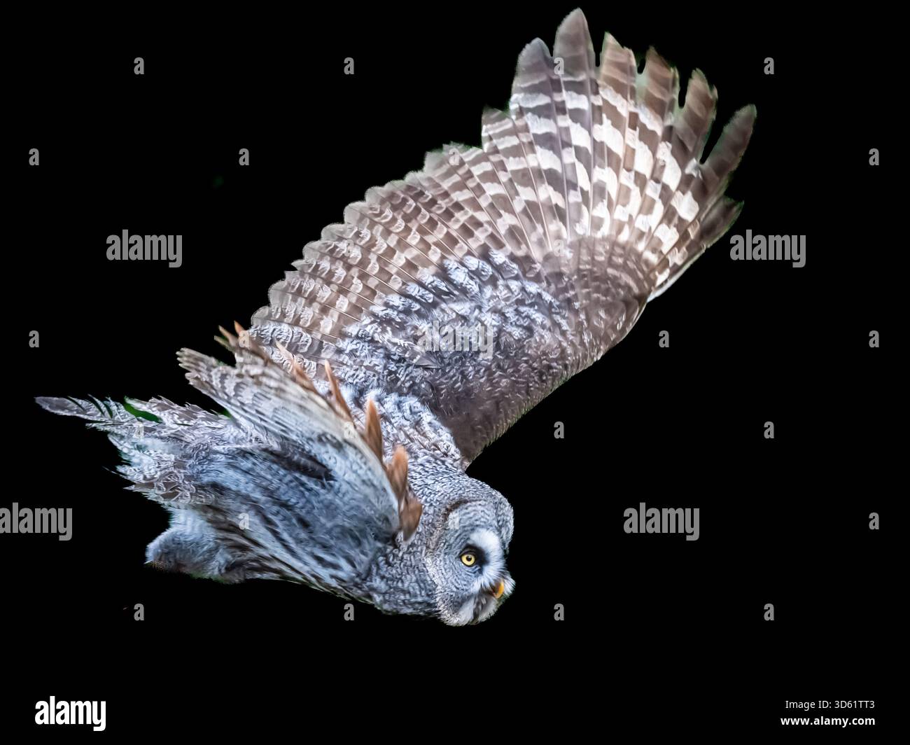 Dont build their own nest hi-res stock photography and images - Alamy