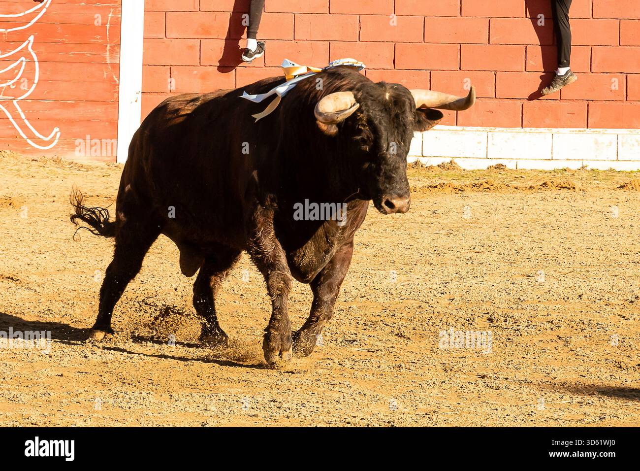 The bull moves confidently in the arena while spectators enjoy the ...