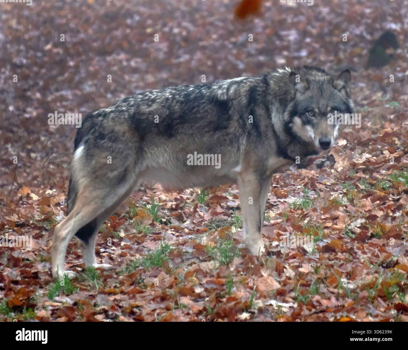 Wolf-Europaeischer Grauwolf in Deutschland in Aktion. Wolf-Grauwolf ...