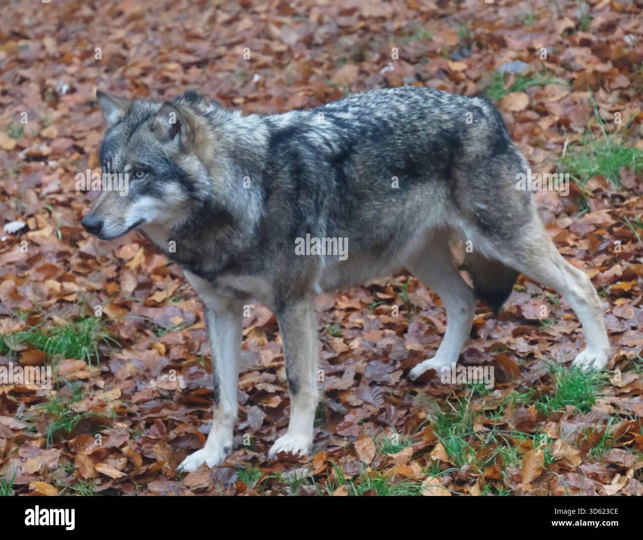 Wolf-Europaeischer Grauwolf in Deutschland in Aktion. Wolf-Grauwolf ...