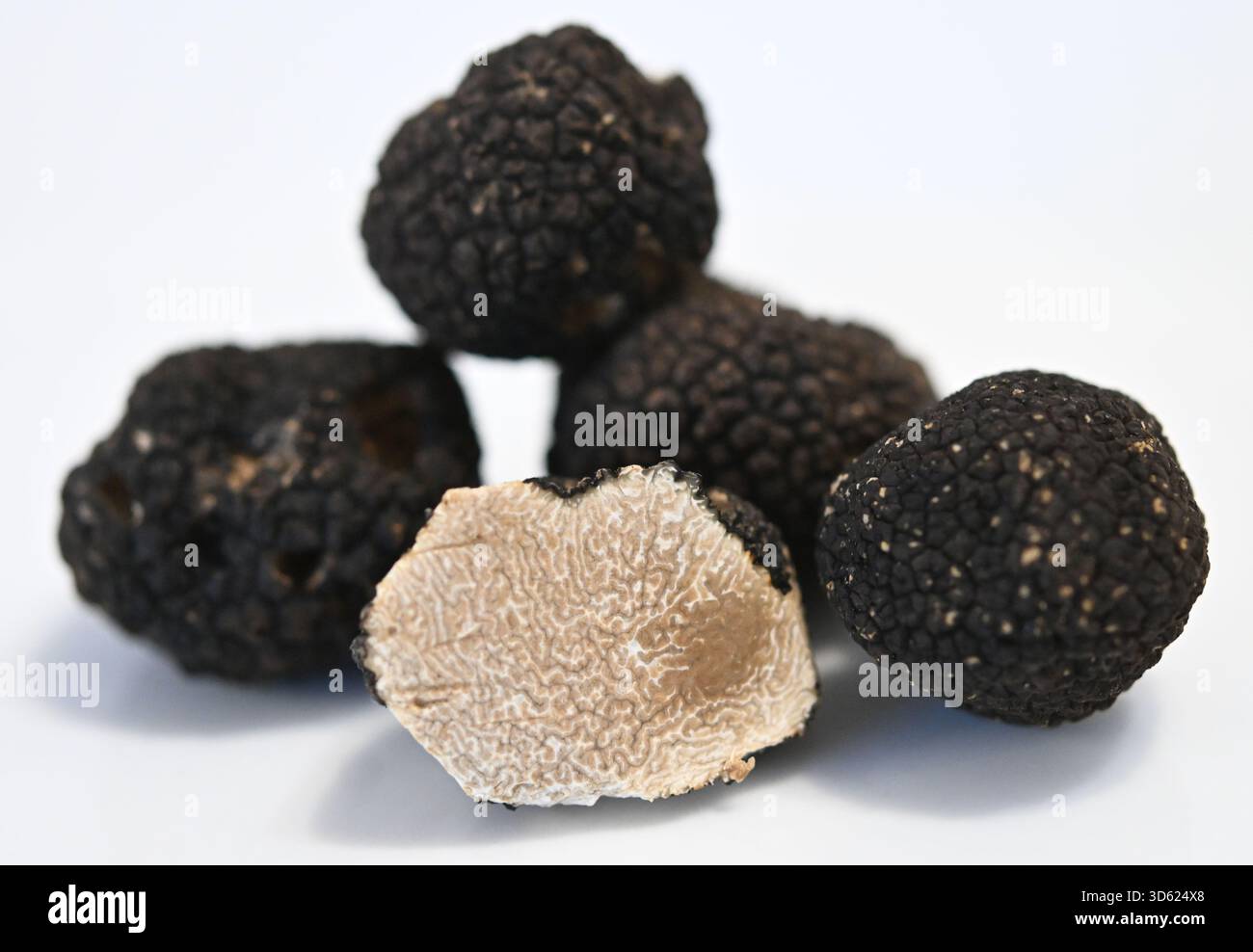 THEME PICTURE - Illustration on the topics of truffles / autumn ...