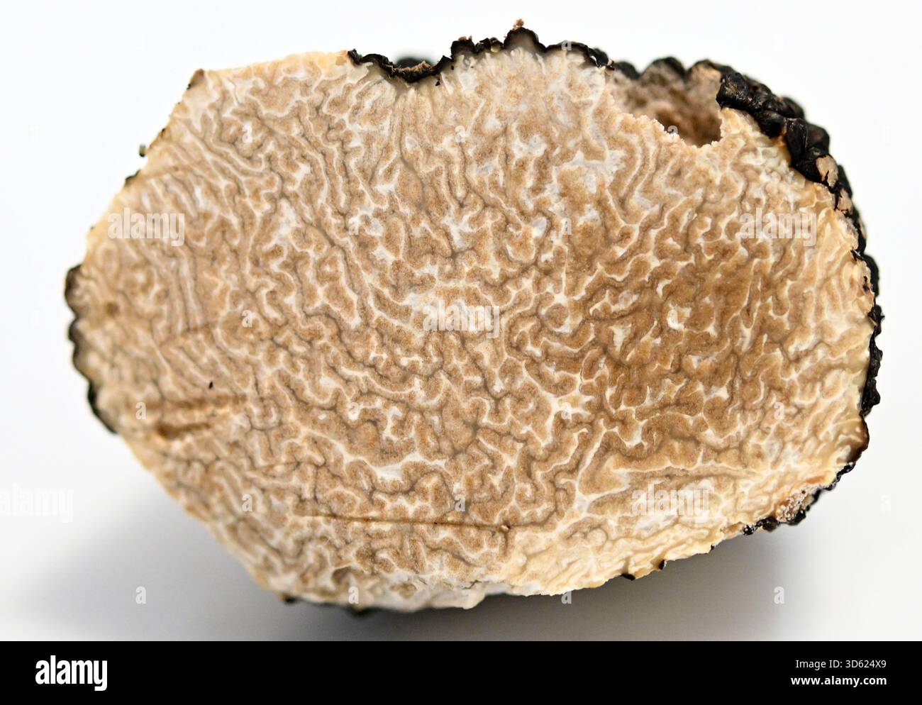 THEME PICTURE - Illustration on the topics of truffles / autumn ...