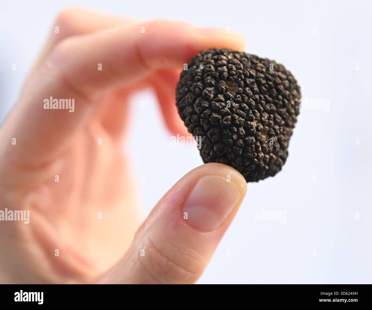 THEME PICTURE - Illustration on the topics of truffles / autumn ...