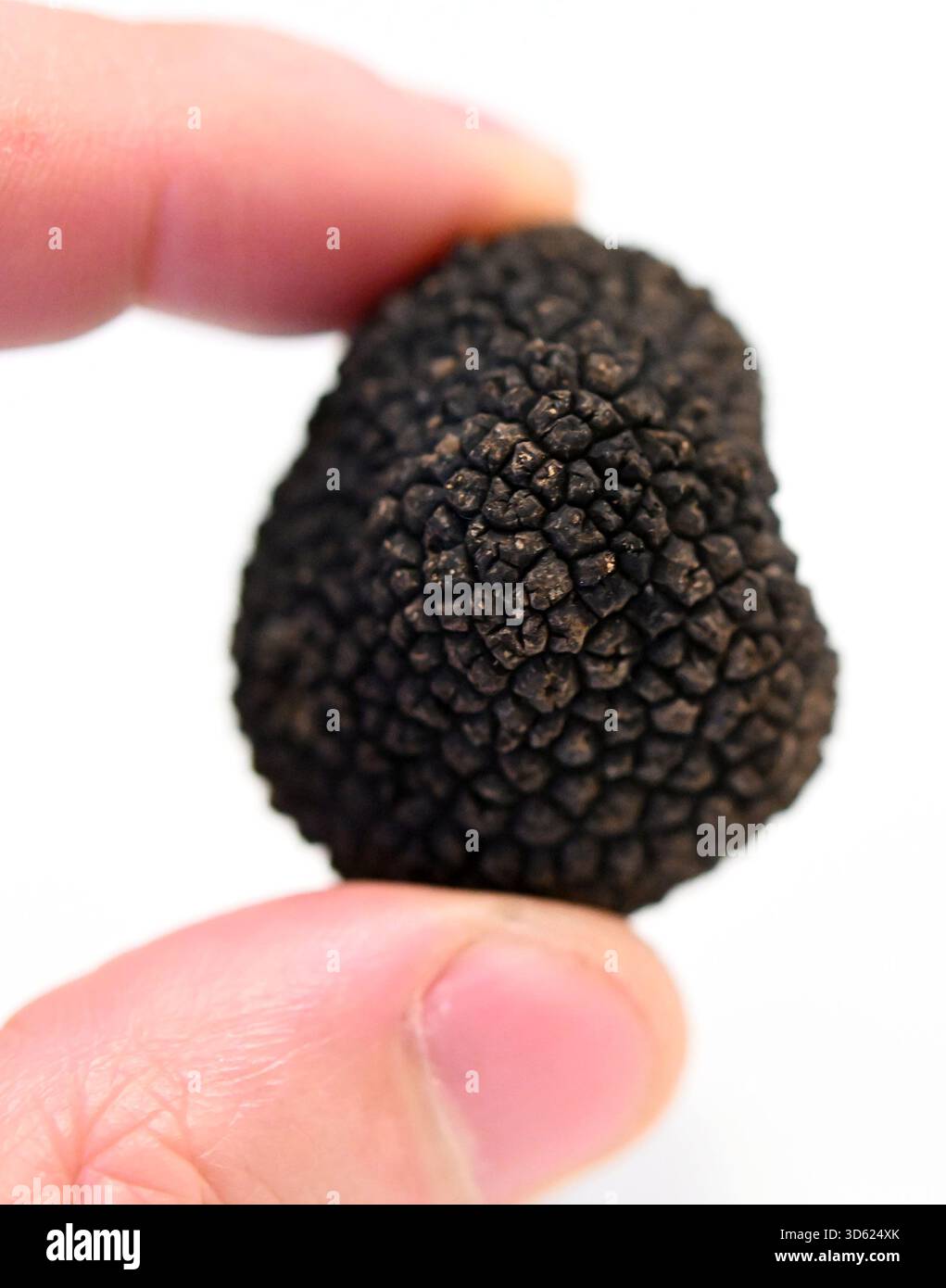 THEME PICTURE - Illustration on the topics of truffles / autumn ...
