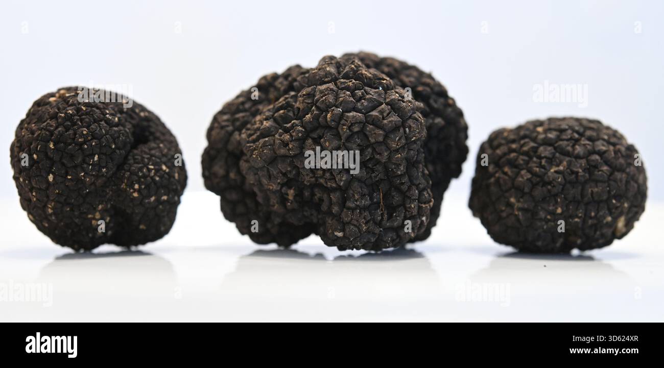 THEME PICTURE - Illustration on the topics of truffles / autumn ...