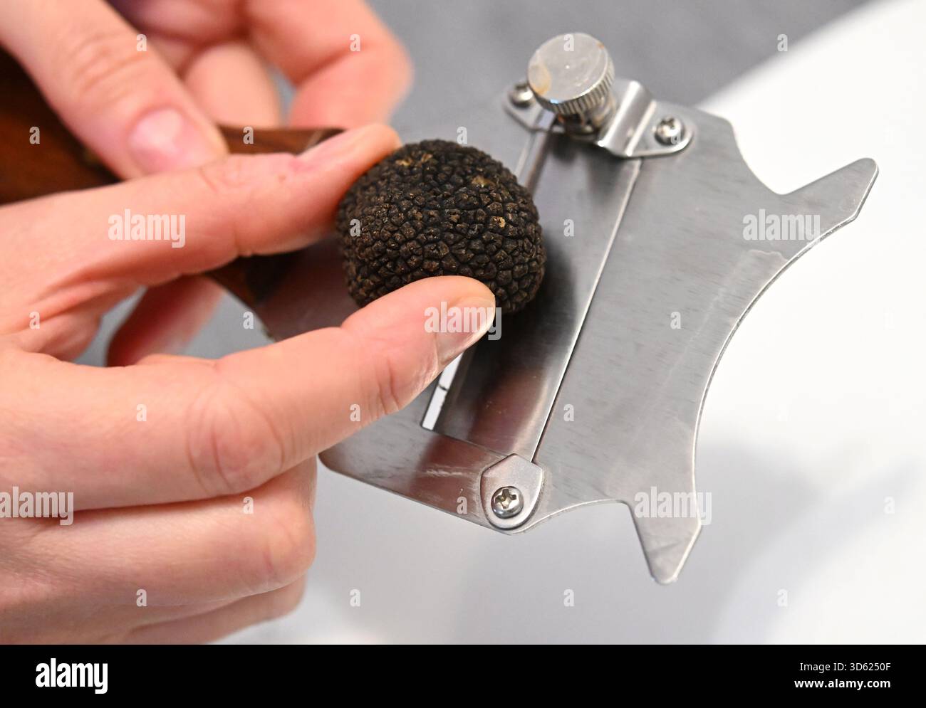 THEME PICTURE - Illustration on the topics of truffles / autumn ...