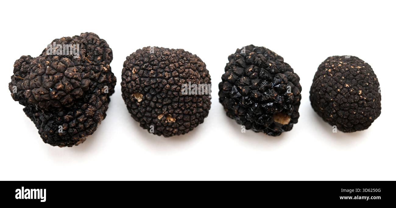 THEME PICTURE - Illustration on the topics of truffles / autumn ...