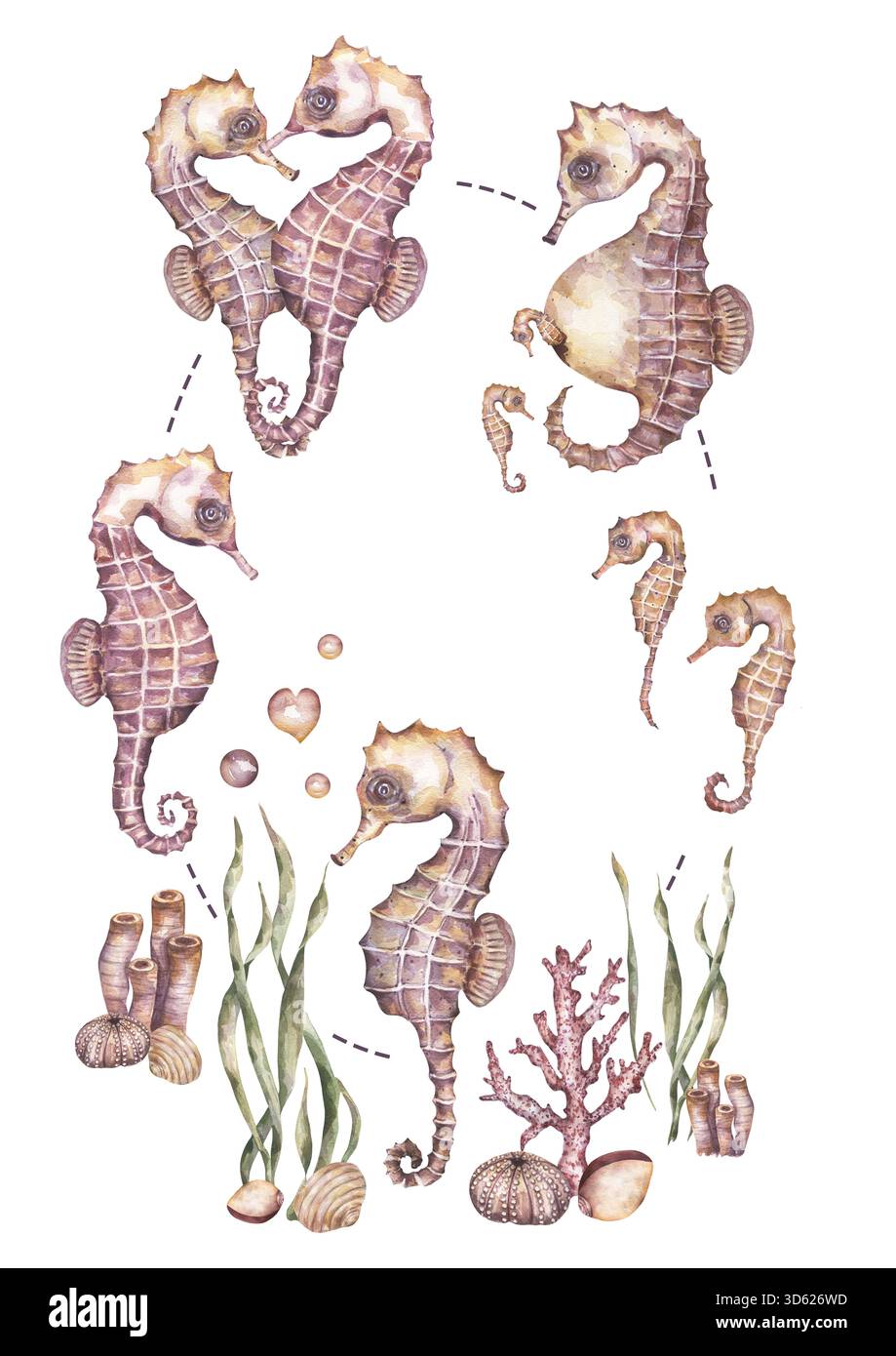 Watercolor hand painted Seahorse Life Cycle, Ocean Animal Growth Stages ...