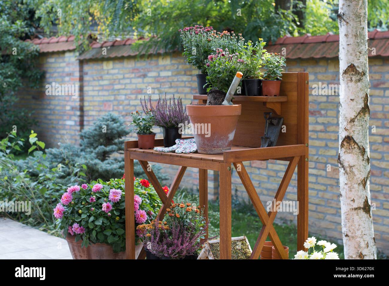 Autumn garden works, flower planting Stock Photo - Alamy