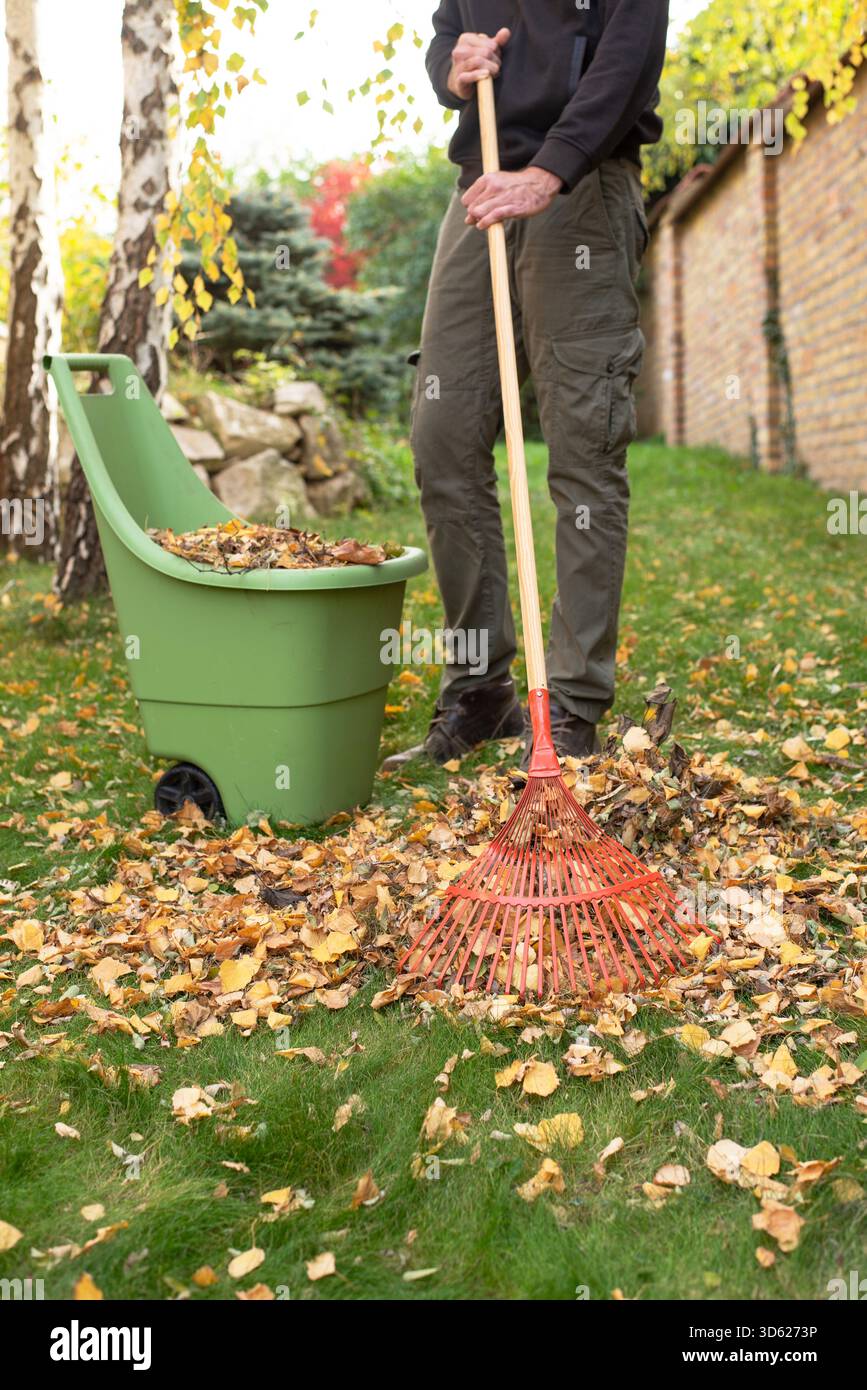 Autumn garden works, raking leaves Stock Photo - Alamy