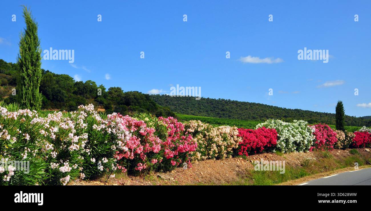 Oleander-lined estate and road in Provence Stock Photo - Alamy