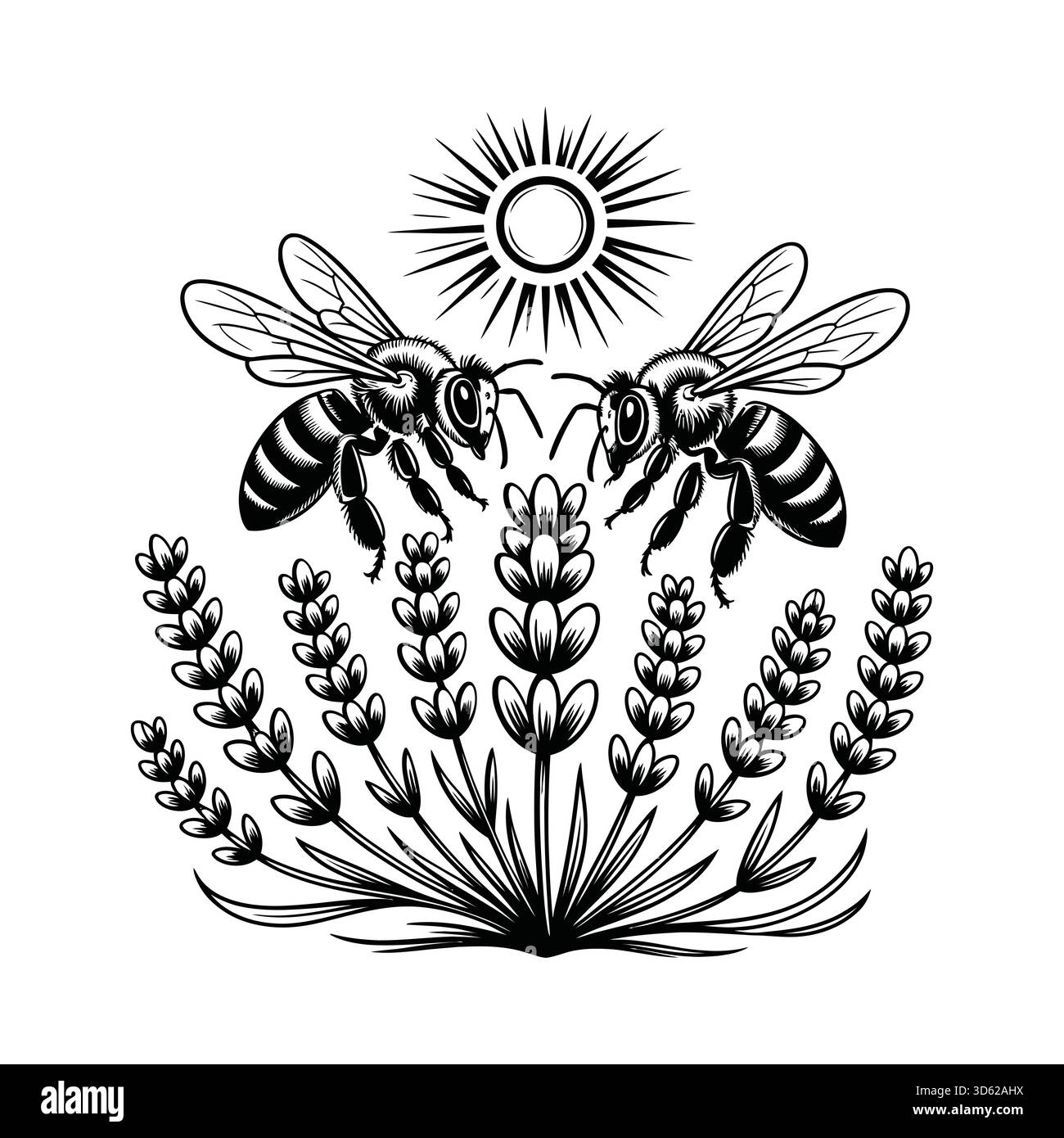 Sun etching Black and White Stock Photos & Images - Alamy