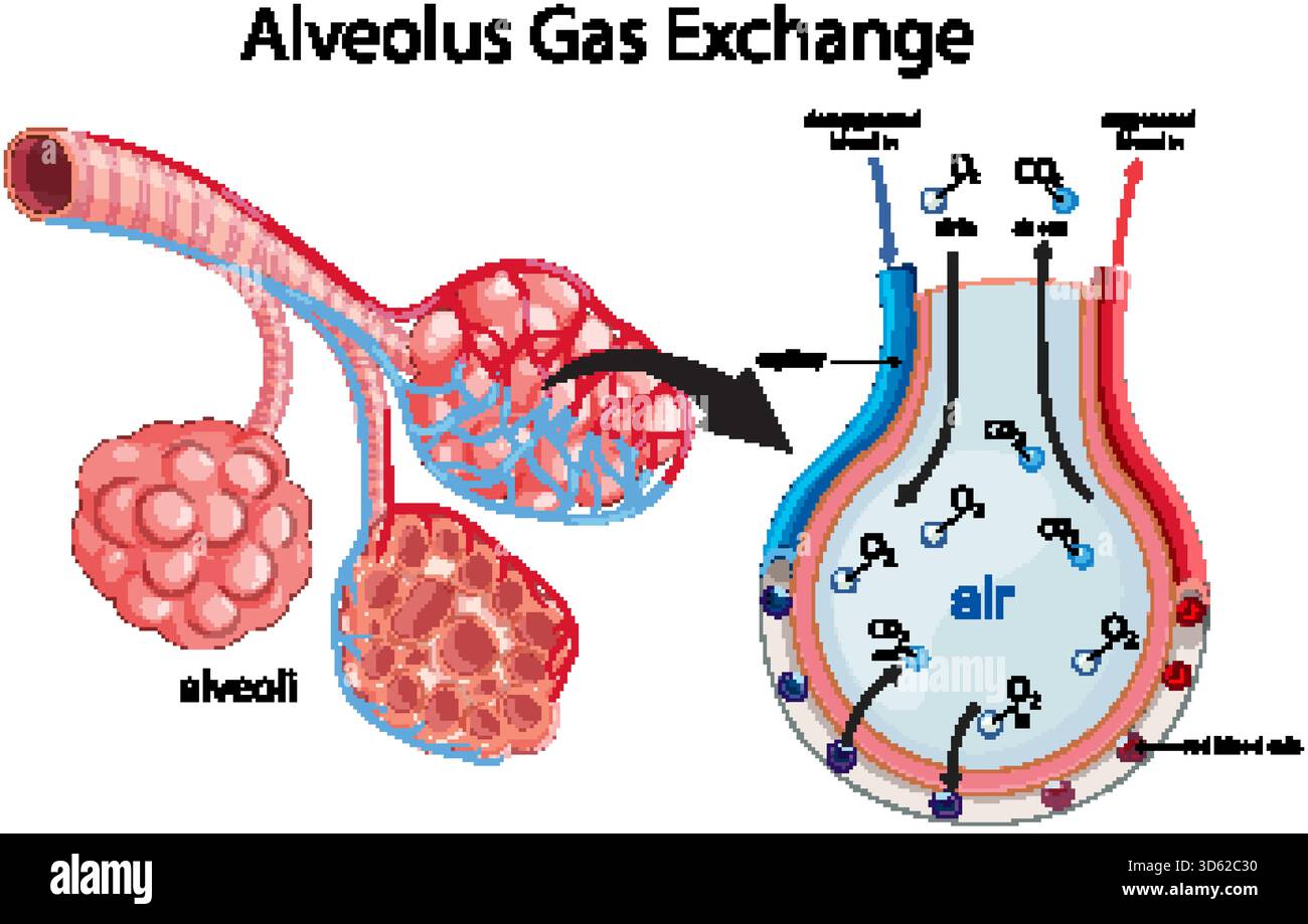 Vector illustration of alveolus gas exchange process, showing oxygen ...