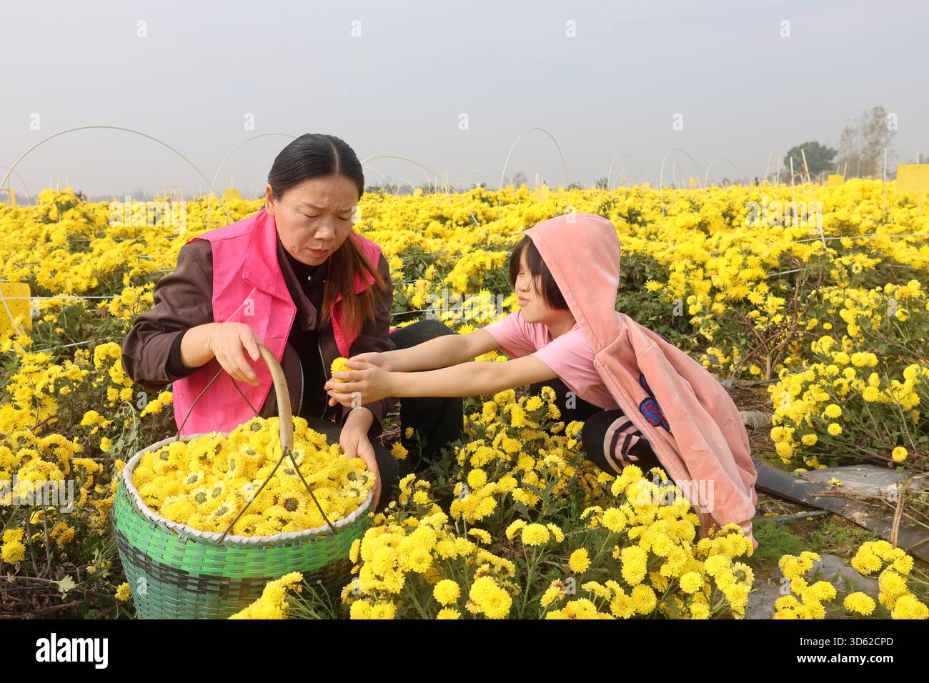People pick chrysanthemum flowers in Xiaogan City, central China's ...