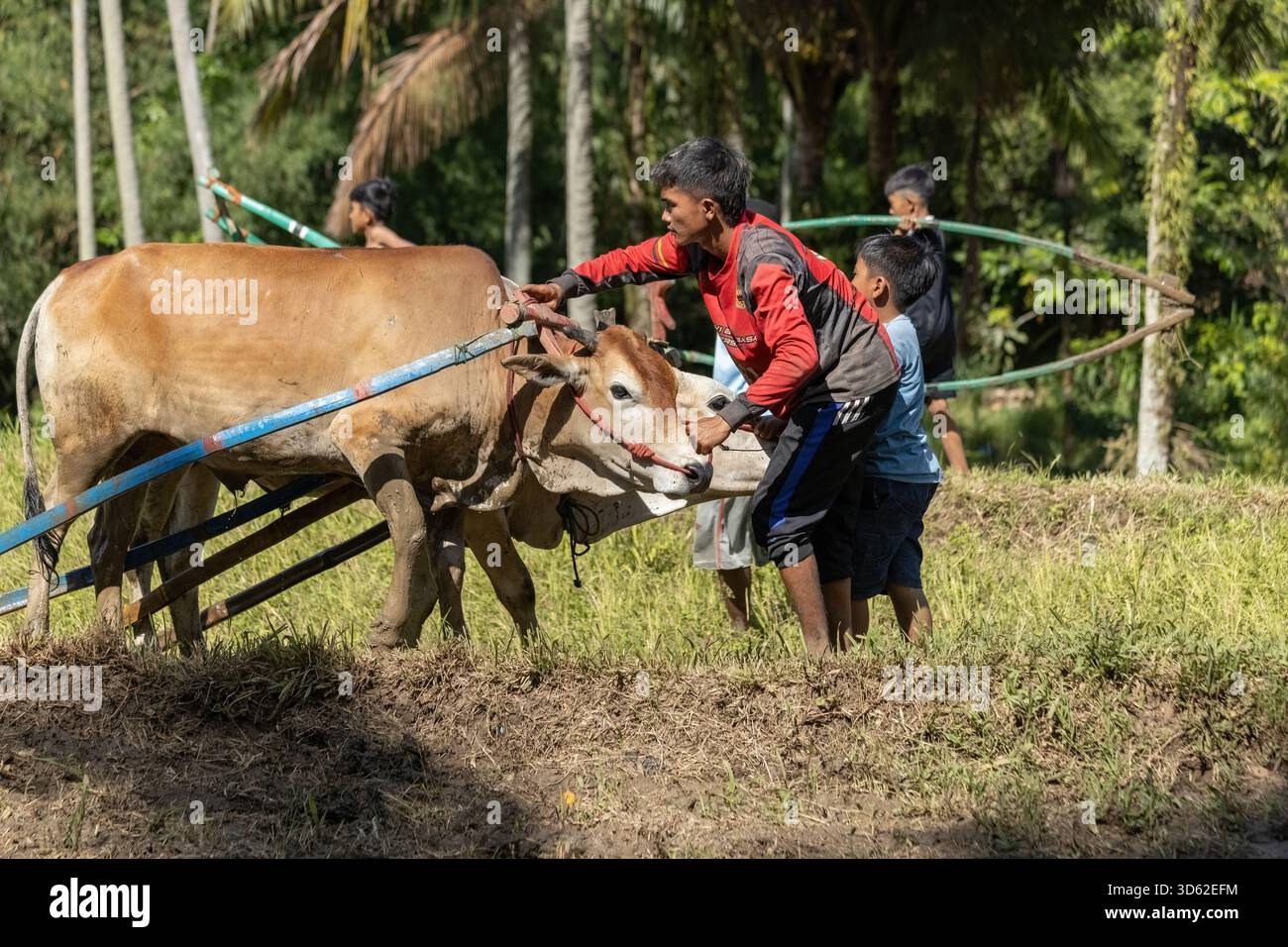 Cows getting ready for Pacu jawi traditional cow racing competition in ...