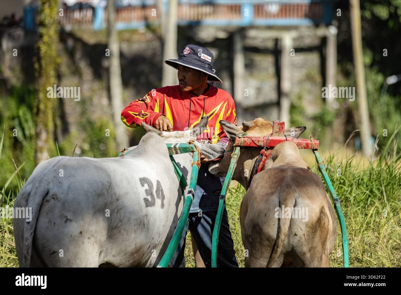 Cows getting ready for Pacu jawi traditional cow racing competition in ...