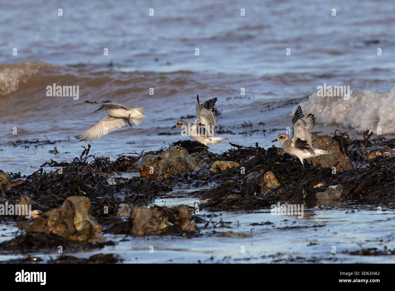 Grey Plover (Pluvialis squatarola) Norfolk November 2025 Stock Photo ...