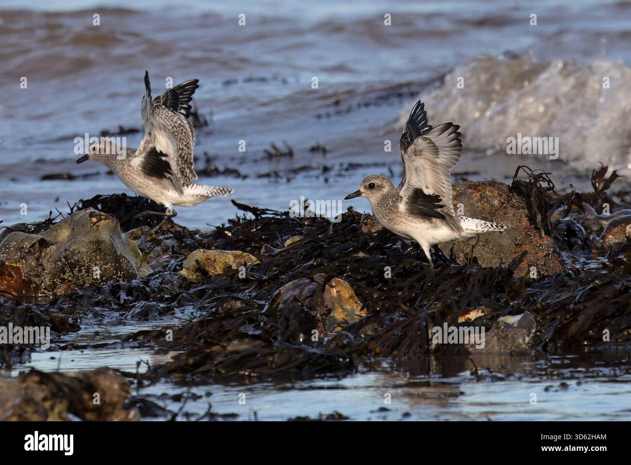 Grey Plover (Pluvialis squatarola) Norfolk November 2025 Stock Photo ...