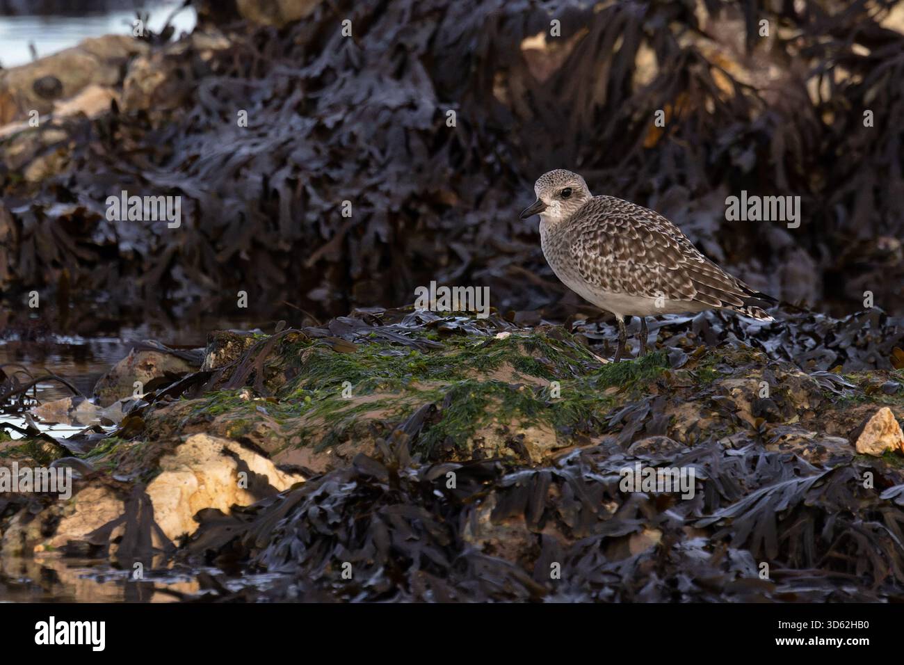 Grey Plover (Pluvialis squatarola) Norfolk November 2025 Stock Photo ...