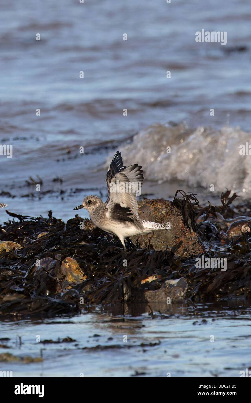 Grey Plover (Pluvialis squatarola) Norfolk November 2025 Stock Photo ...