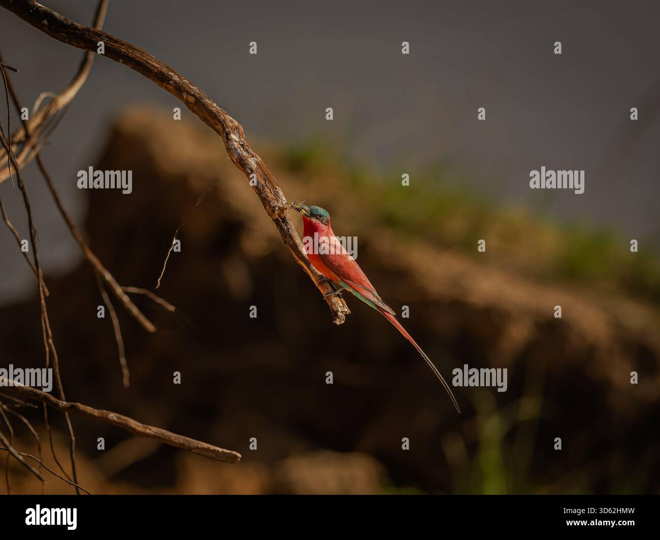 Red-throated Bee-eaters, like all bee-eaters, are incredibly fast and ...