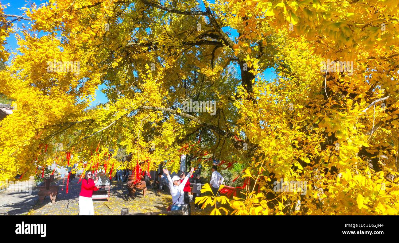 An ancient ginkgo tree attracts tourists in Chun'an County, Hangzhou ...