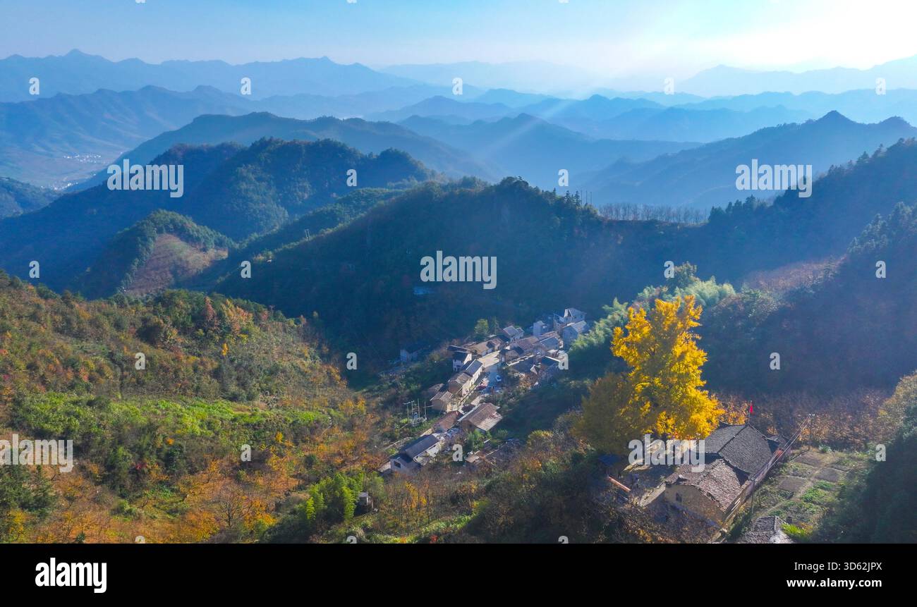 An ancient ginkgo tree attracts tourists in Chun'an County, Hangzhou ...