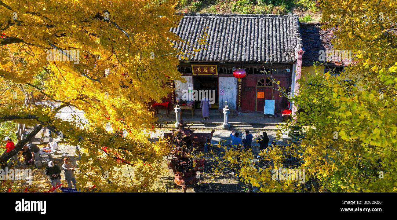 An ancient ginkgo tree attracts tourists in Chun'an County, Hangzhou ...