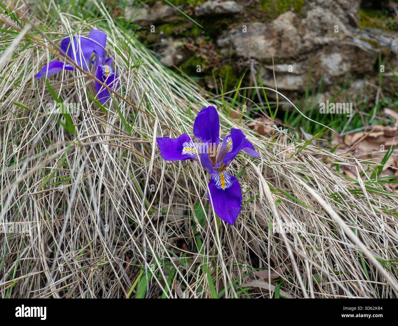 Iris unguicularis ssp angustifolia hi-res stock photography and images ...