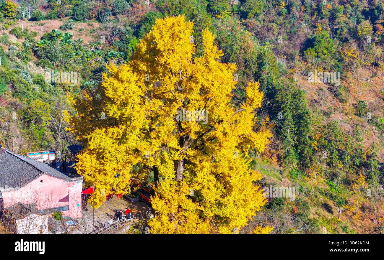An ancient ginkgo tree attracts tourists in Chun'an County, Hangzhou ...