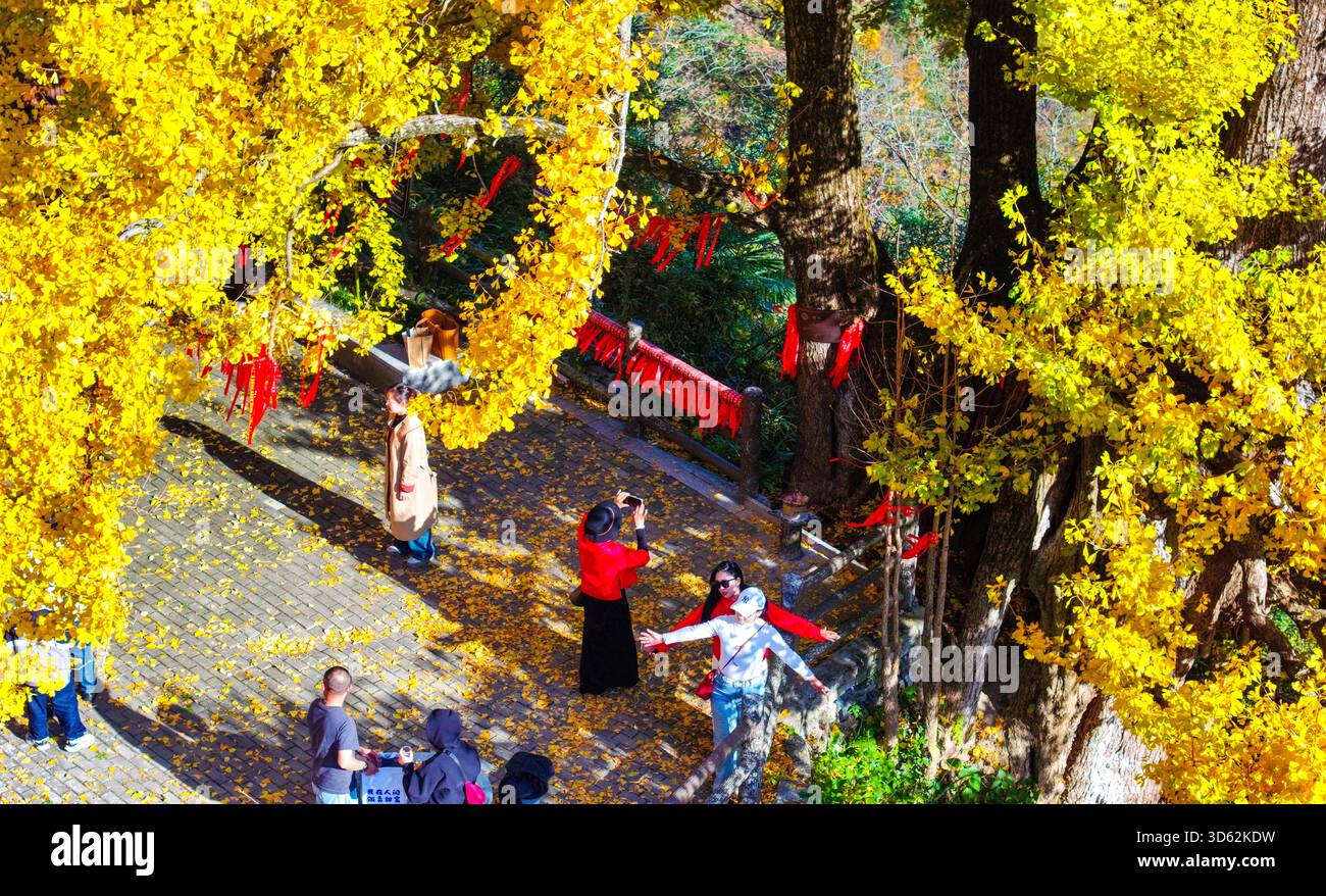 An ancient ginkgo tree attracts tourists in Chun'an County, Hangzhou ...