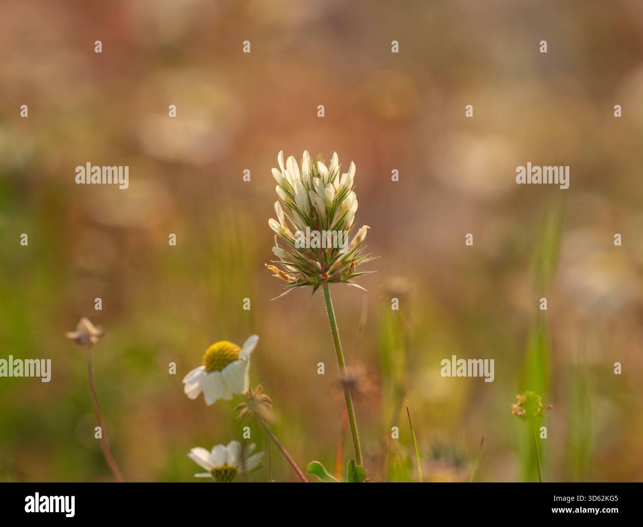 Starry Clover (Trifolium stellatum) in a flower-rich meadow on the Mani ...