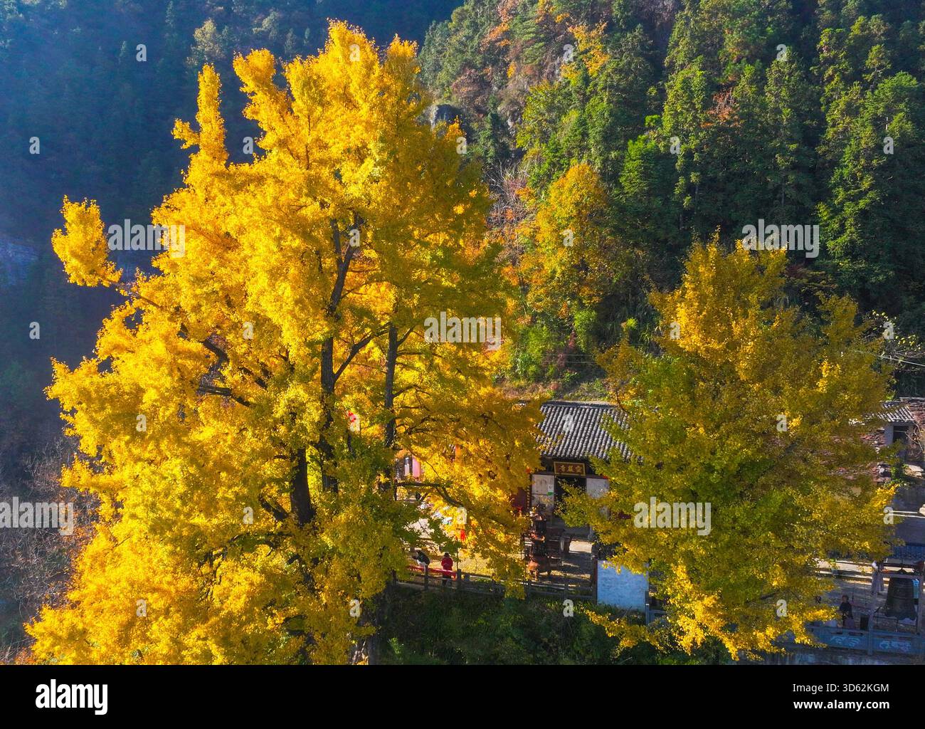 An ancient ginkgo tree attracts tourists in Chun'an County, Hangzhou ...