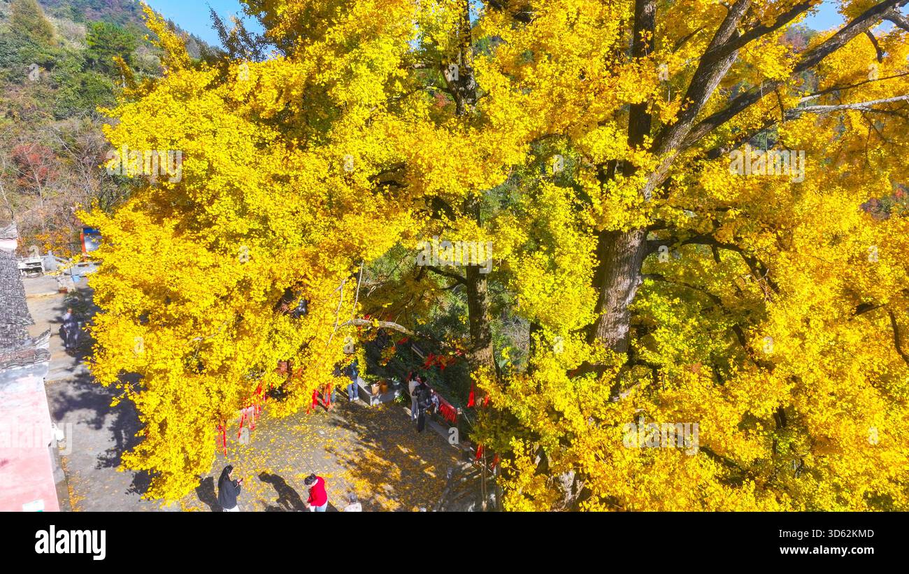 An ancient ginkgo tree attracts tourists in Chun'an County, Hangzhou ...