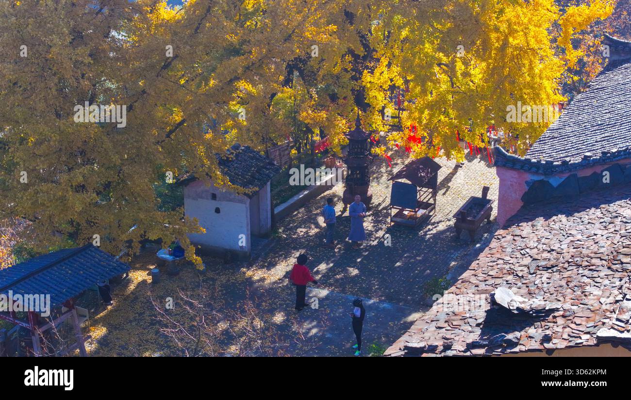An ancient ginkgo tree attracts tourists in Chun'an County, Hangzhou ...