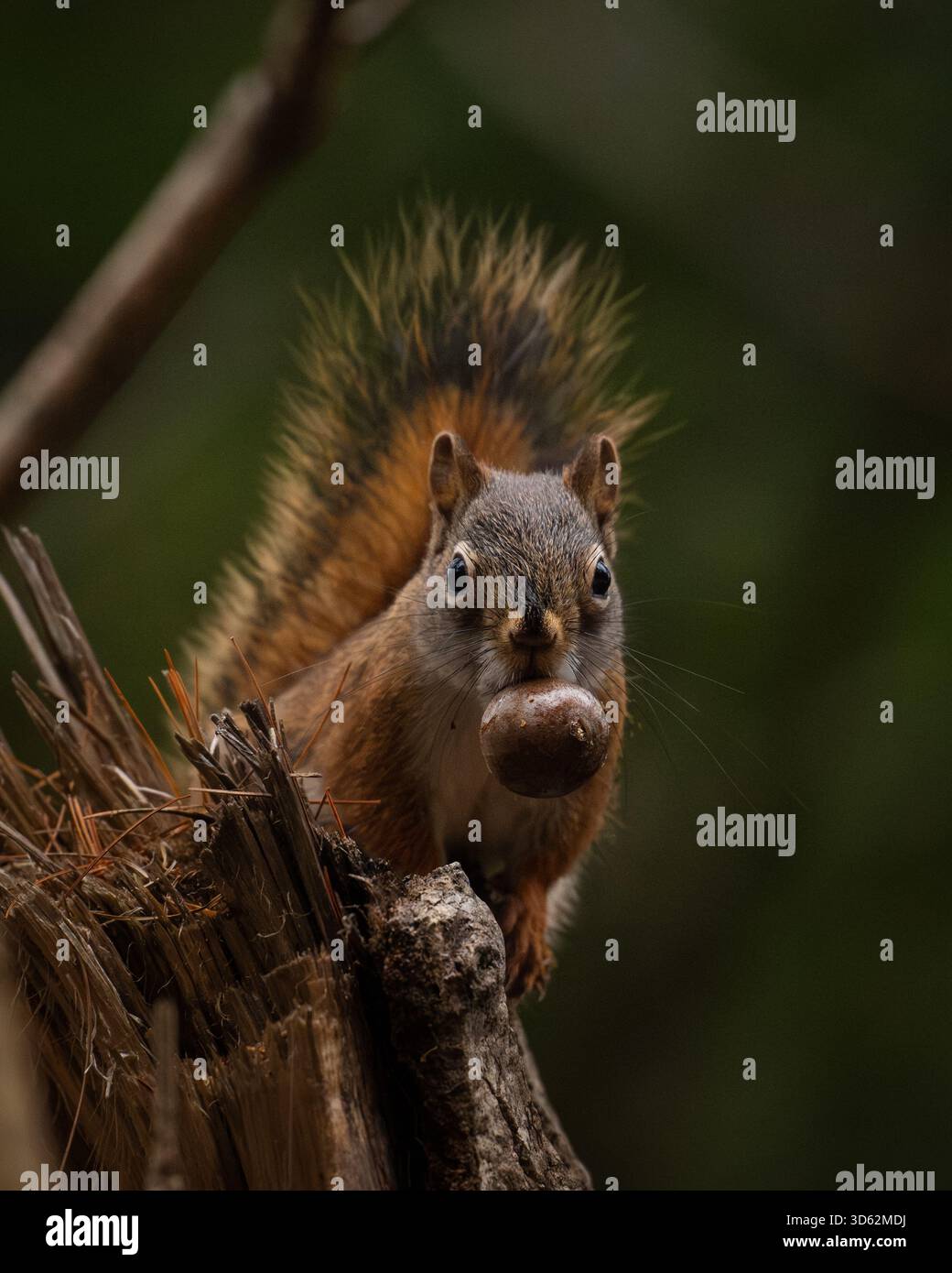 View of a cute reddish-brown squirrel with a bushy tail perched on a ...