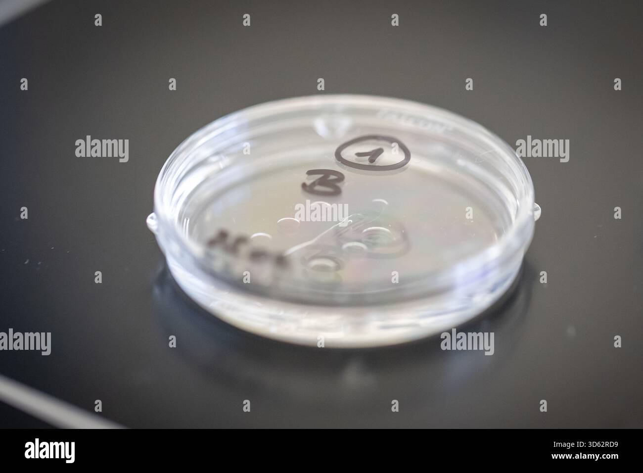 PRODUCTION - 26 September 2025, Bremen: In the laboratory of the ...