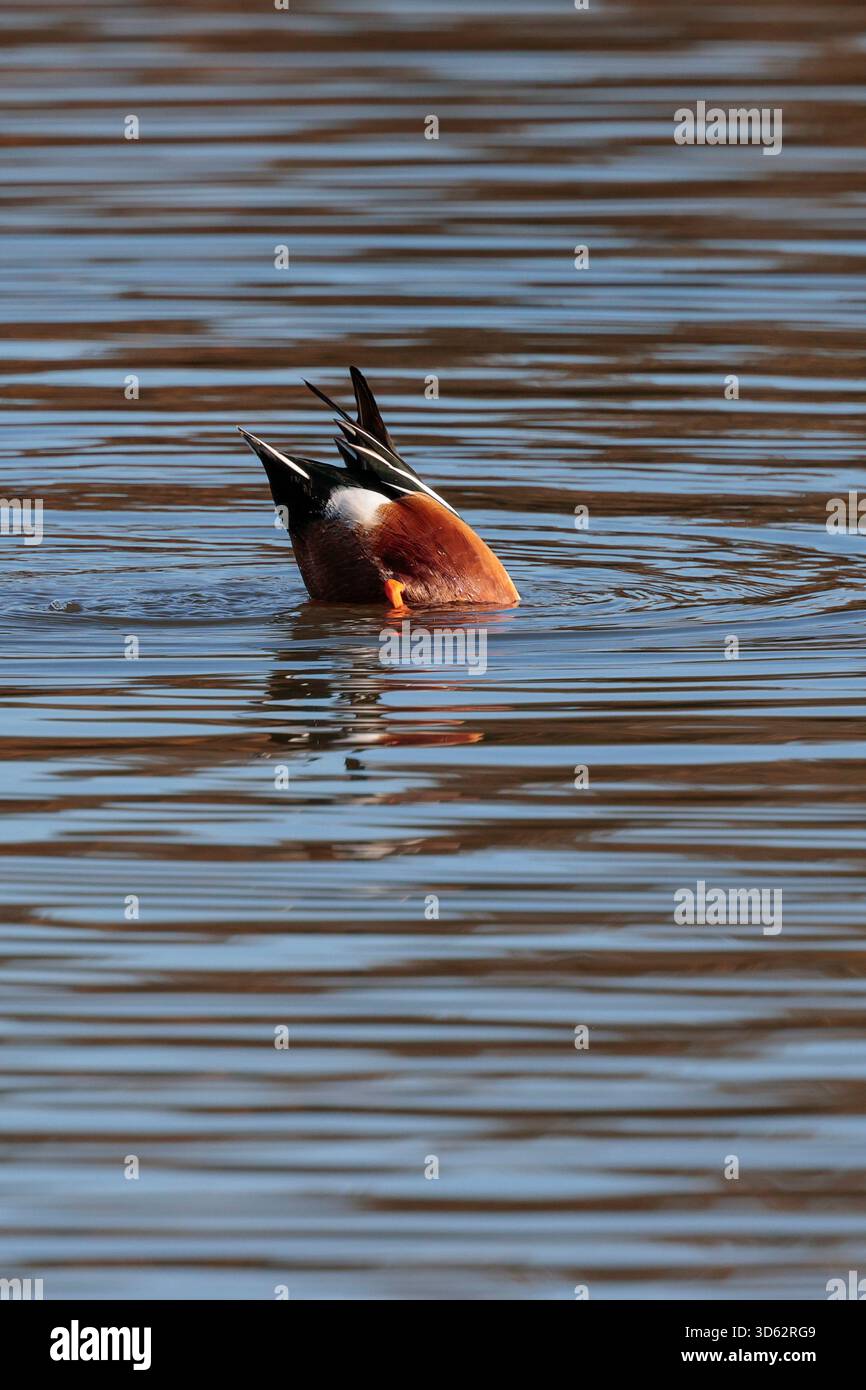Portrait format shoveler duck bottom up hi-res stock photography and ...