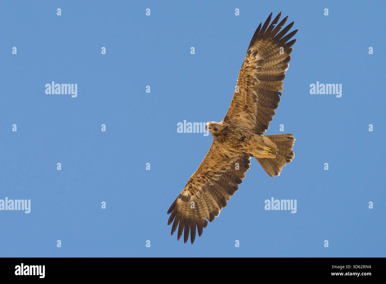 imperial eagle (Aquila heliaca), juvenile in flight, Oman, Dhofar ...
