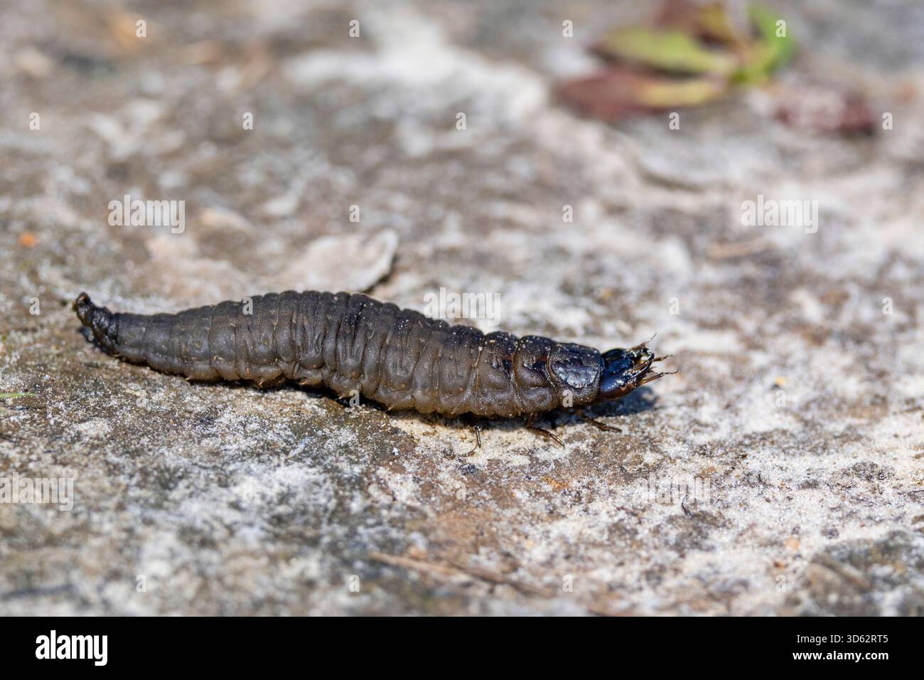 Larvae hydrophilus hydrophilidae water beetles hi-res stock photography ...