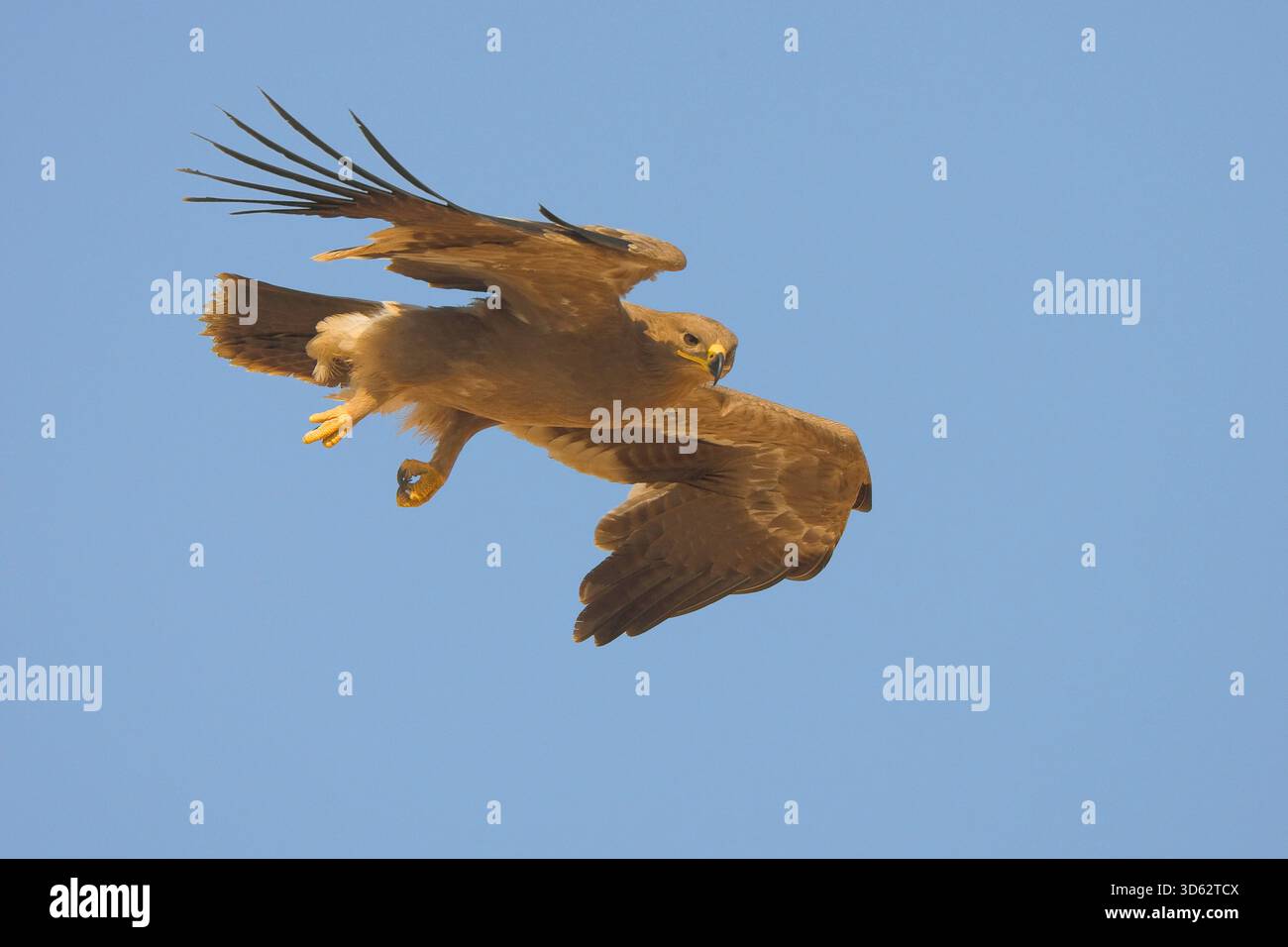 steppe eagle (Aquila nipalensis, Aquila rapax nipalensis), juvenile in ...