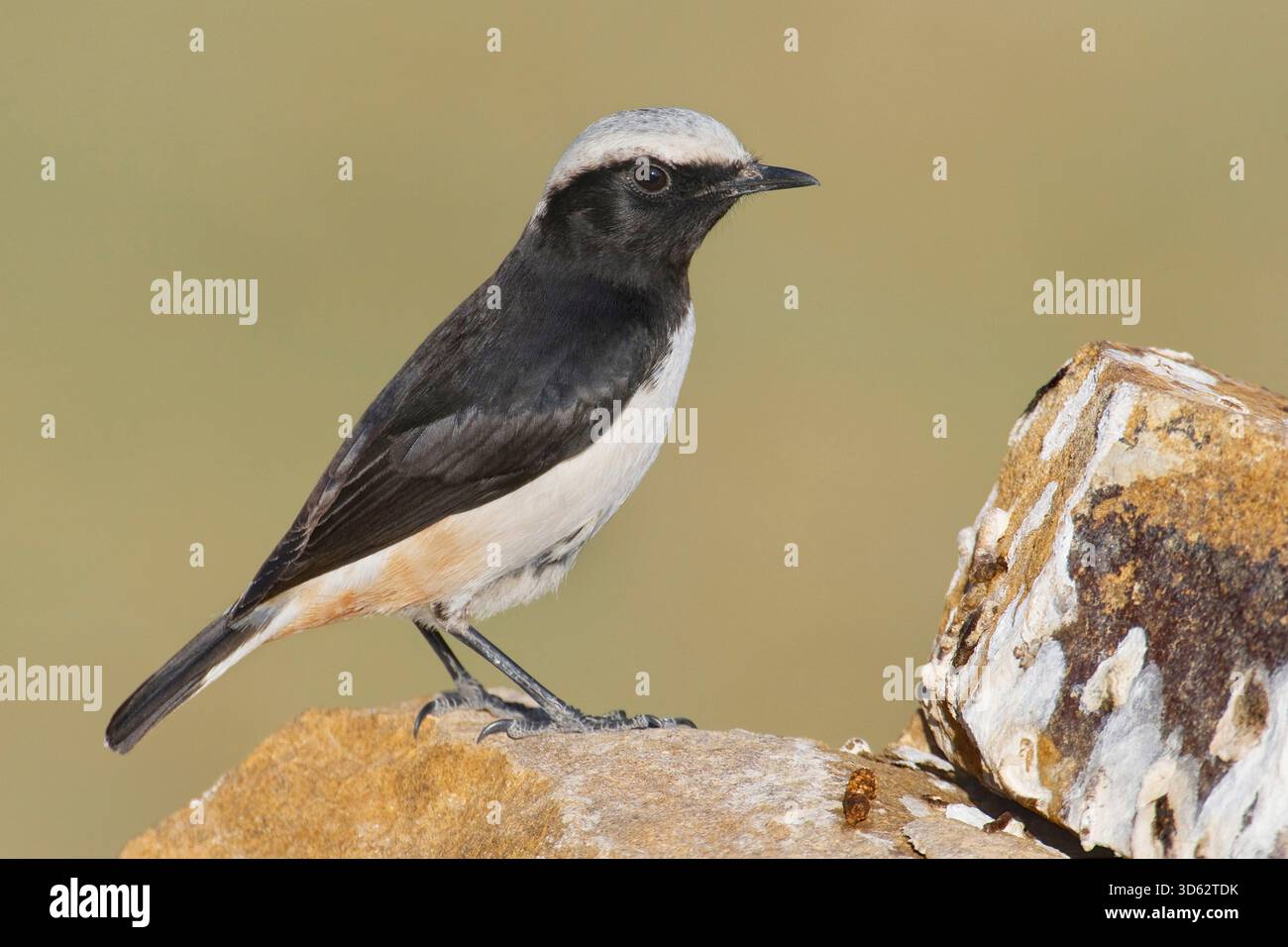 Arabian wheatear, Arabian mourning wheatear, South Arabian wheatear ...
