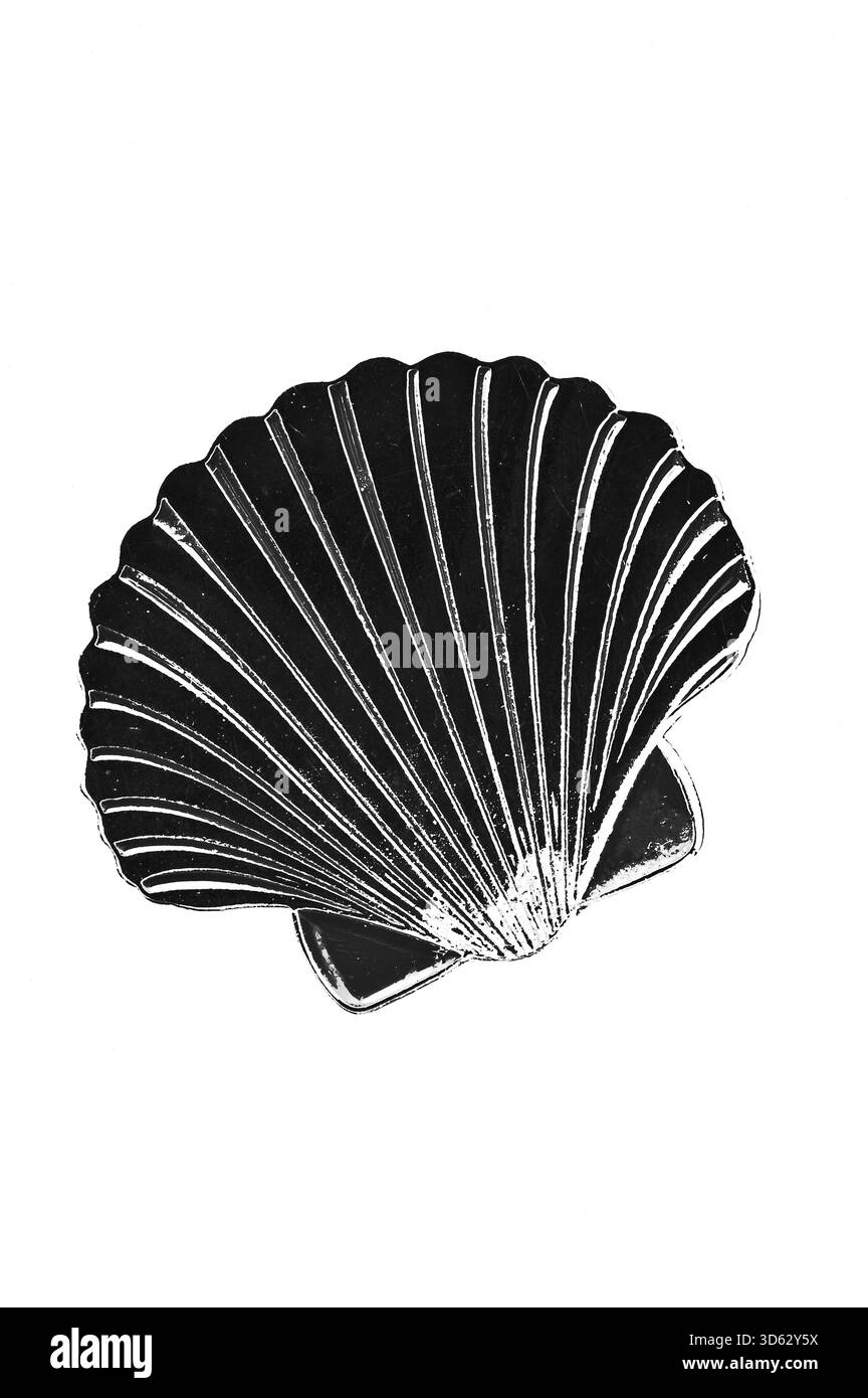 Clam shape Black and White Stock Photos & Images - Alamy